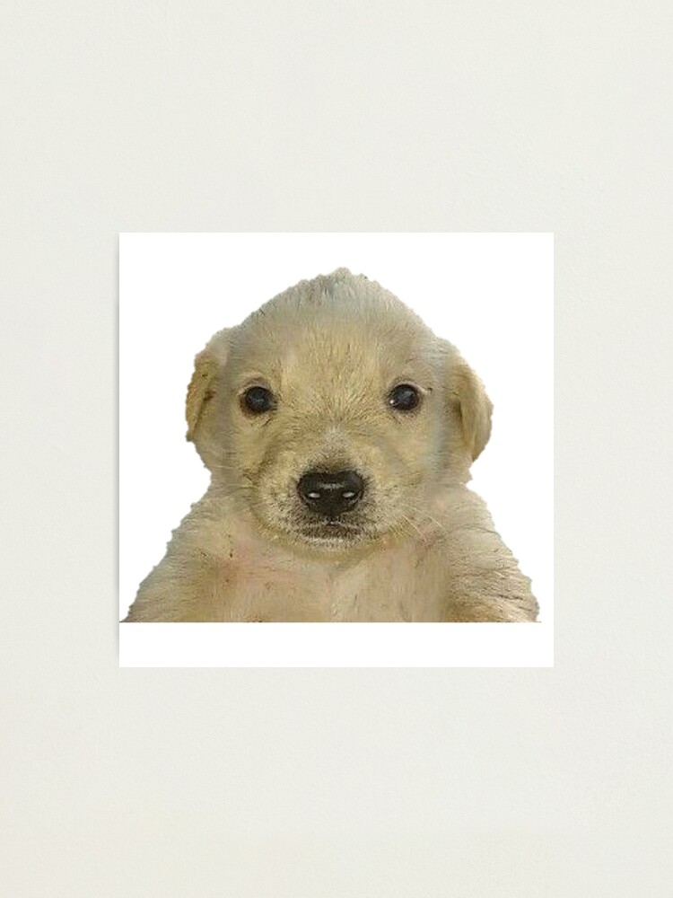 Lámina fotográfica «Perro meme» de DrawsByAle | Redbubble