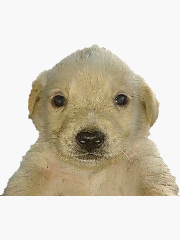 "meme dog" Sticker by DrawsByAle | Redbubble