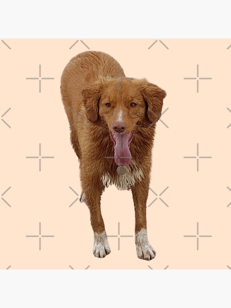 "Beach boy, nsdtr, toller, water dog" Sticker by TollerKing | Redbubble