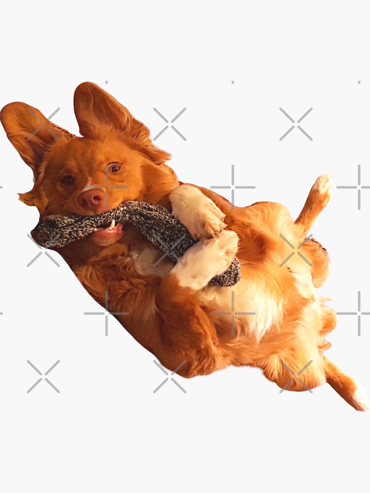 "Let's play, nsdtr,duck toller, toller lover" Sticker by TollerKing ...