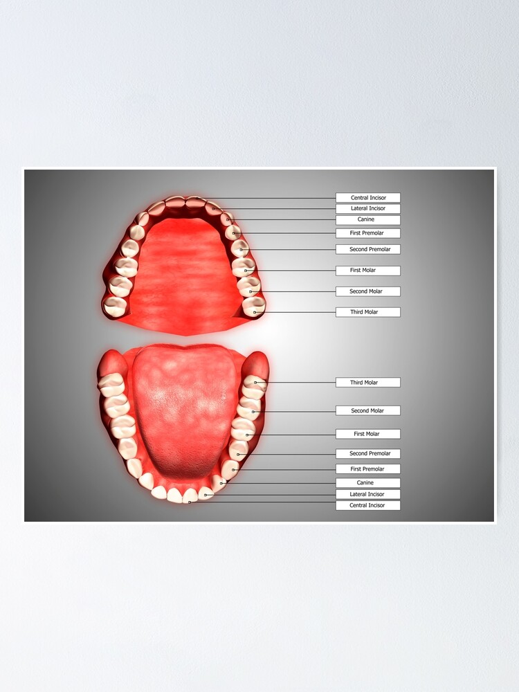 "Human teeth structure with labels." Poster for Sale by StocktrekImages ...