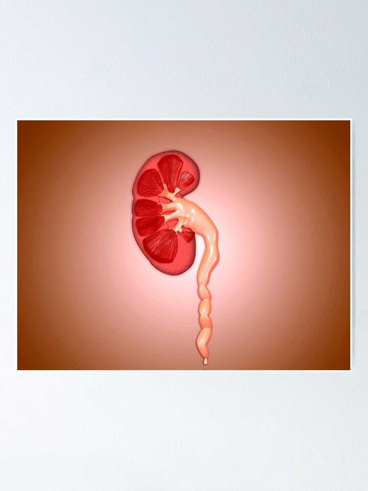 "Ureterovesical junction (UVJ) in the kidney." Poster by ...