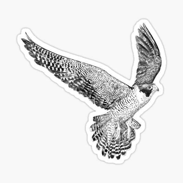 "Flying Peregrine Falcon Bird" Sticker by alwe-designs | Redbubble