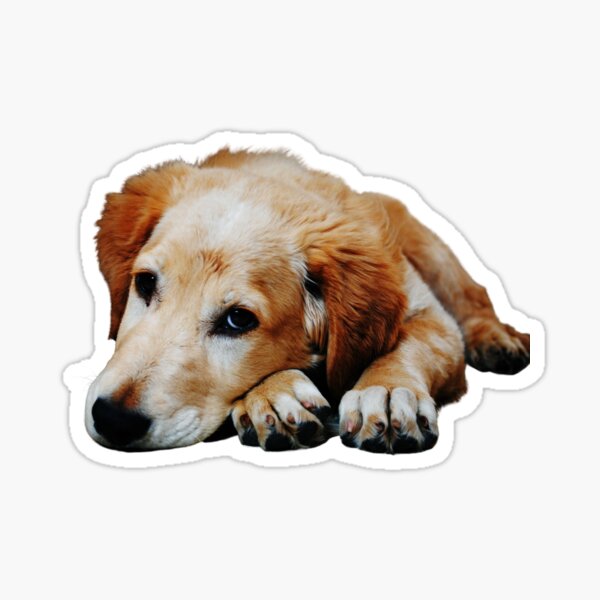 "Sad Puppy" Sticker by TAHJ2022 | Redbubble