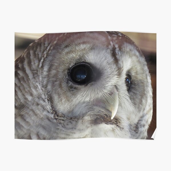 "Barred Owl" Poster for Sale by emlikesbirds | Redbubble