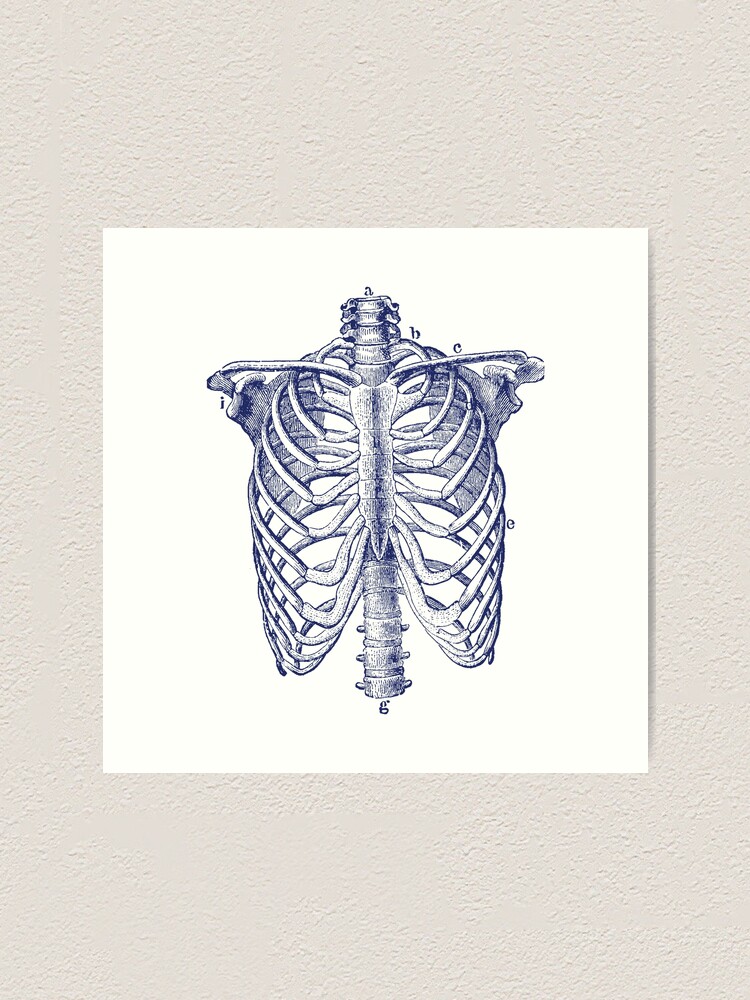 "Rib cage skeleton drawing anatomy medical" Art Print for Sale by ...