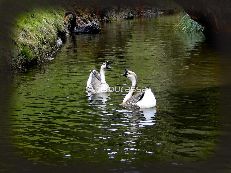 "Horn Billed Geese" by Al Bourassa | Redbubble
