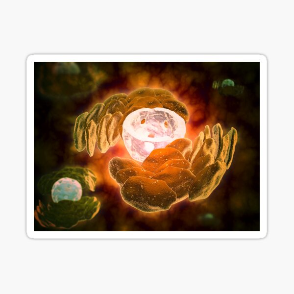 "Conceptual image of endoplasmic reticulum around a cell nucleus ...