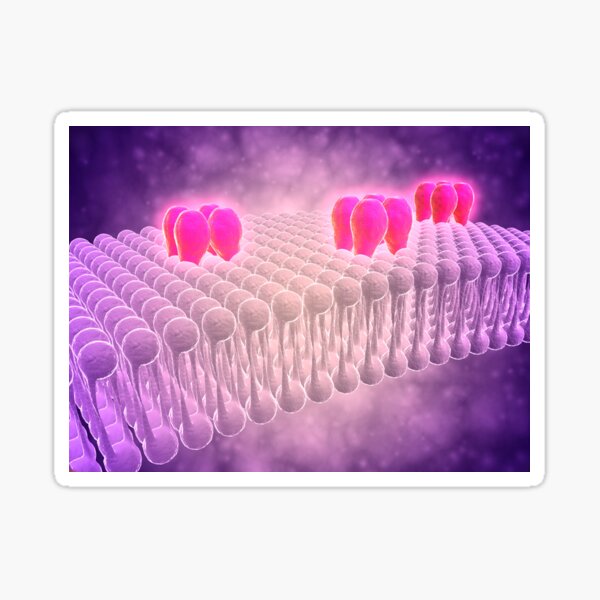 "Conceptual image of GABA receptors." Sticker by StocktrekImages ...