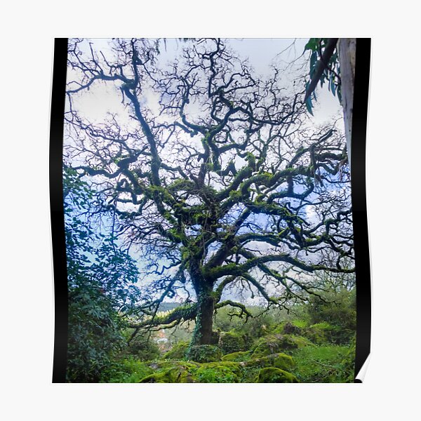 "Old Oak Tree" Poster for Sale by Bellla-m | Redbubble