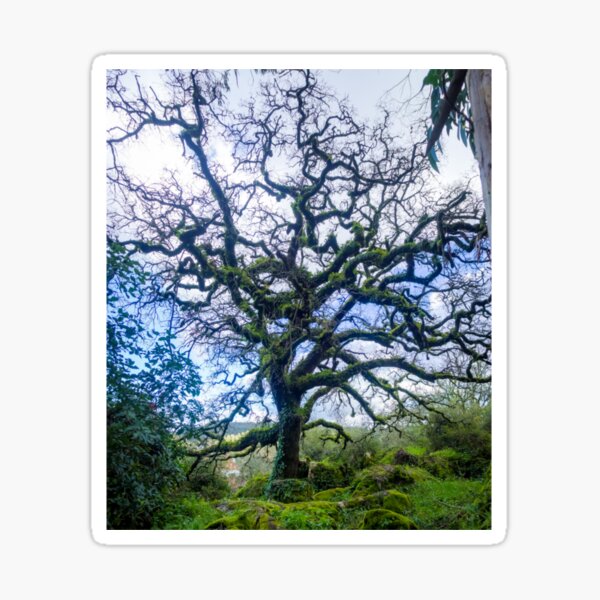 "Old Oak Tree" Sticker by Bellla-m | Redbubble