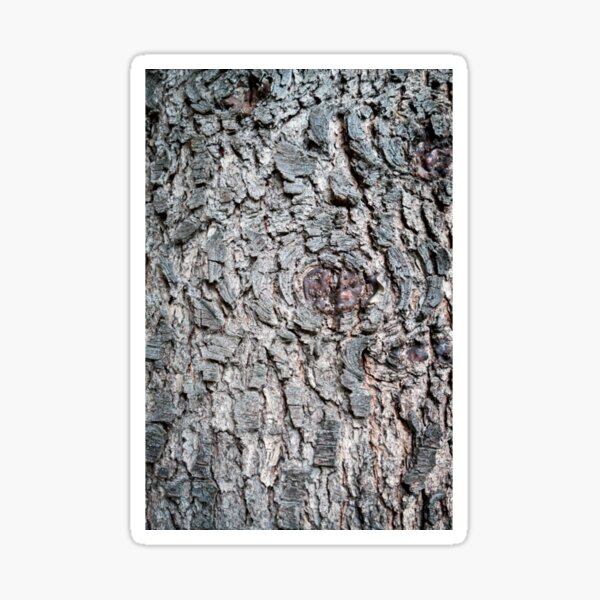 "Old Oak Tree" Sticker by Bellla-m | Redbubble