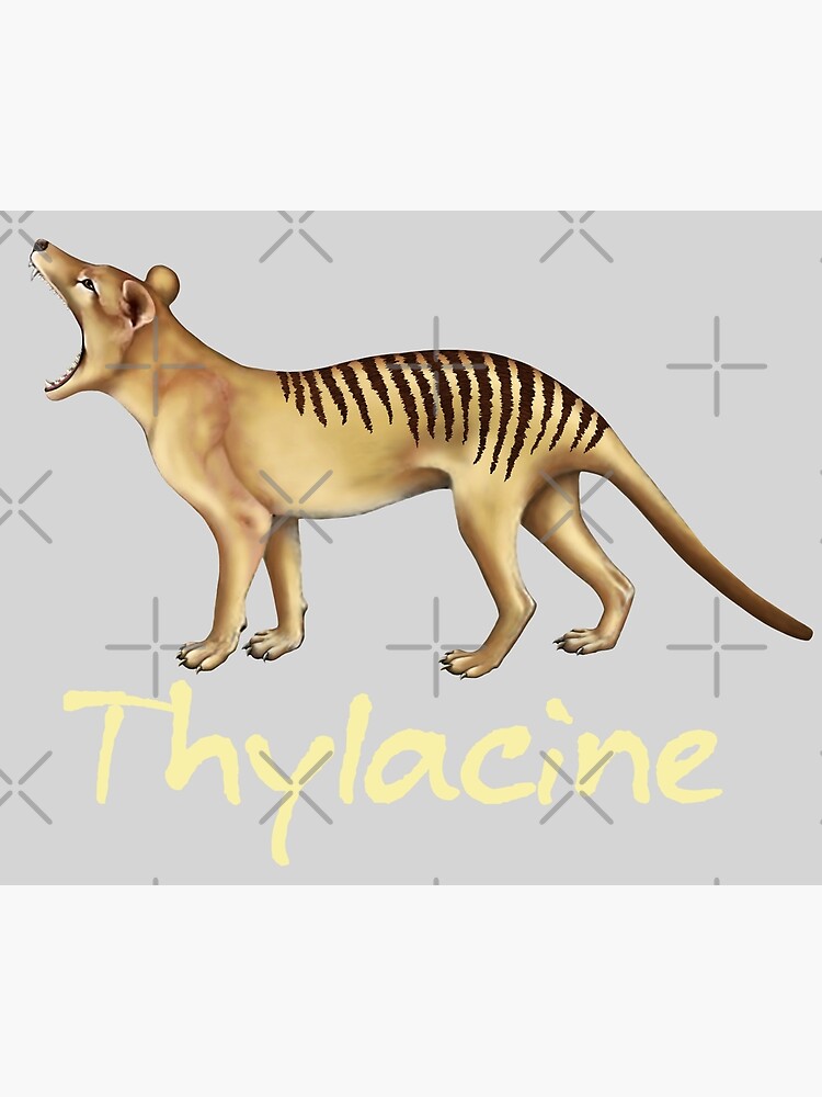 "Thylacine - Tasmanian Tiger" Poster for Sale by Kestrelle | Redbubble