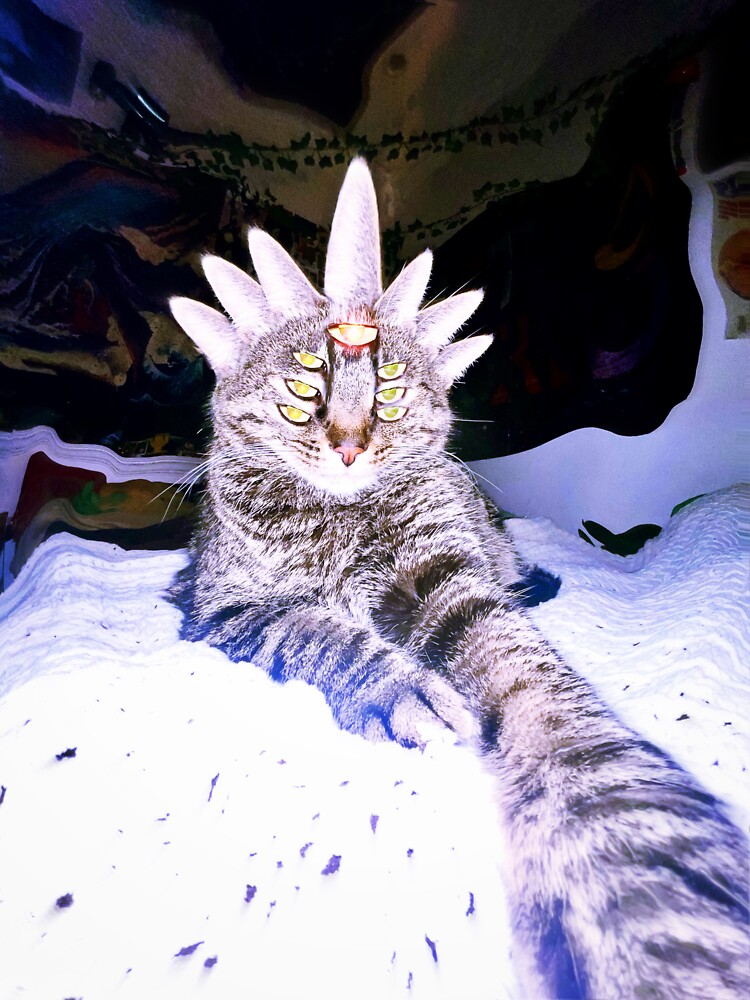 "entity kitty III >^o.o^