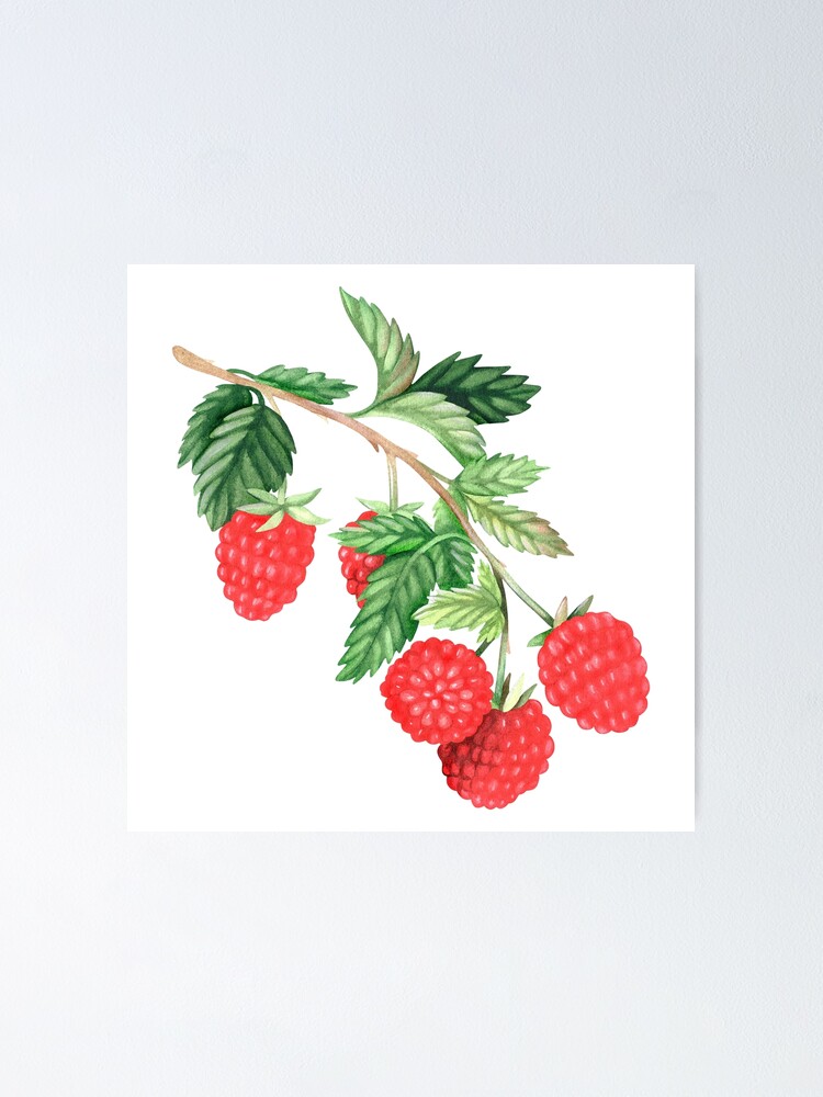 "Raspberry sprig. Watercolor illustration." Poster for Sale by Trilisti ...