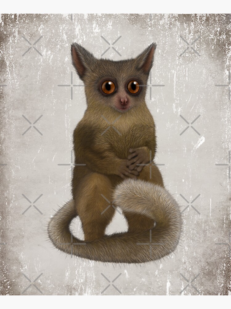 "Bush Baby Galagos Galagonidae Monkey" Sticker by DogLifeCo | Redbubble