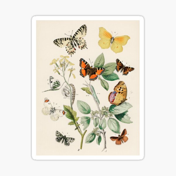 "Natural Science Vintage Illustration - Realistic butterflies" Sticker ...