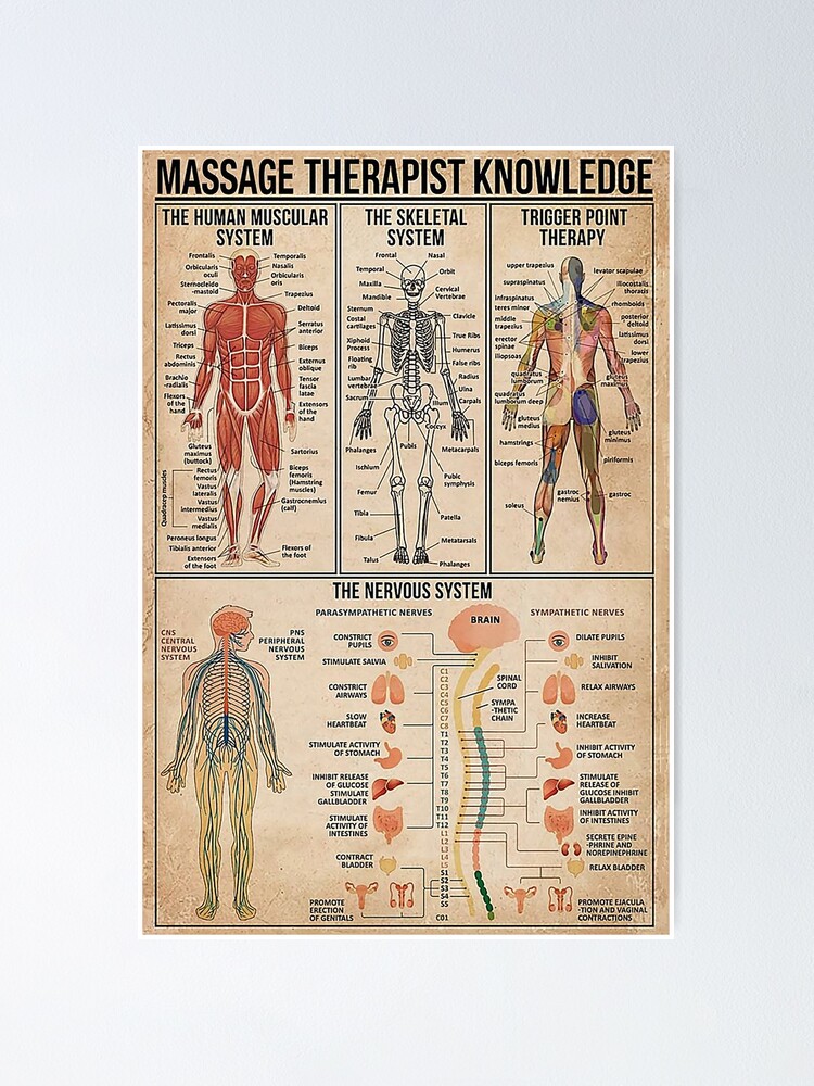 Massage Therapist Muscular System Art Poster For Sale By Aleehazenger Redbubble
