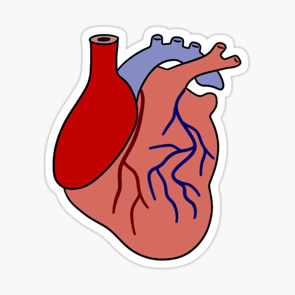 "Human Heart" Sticker by SaradaBoru | Redbubble