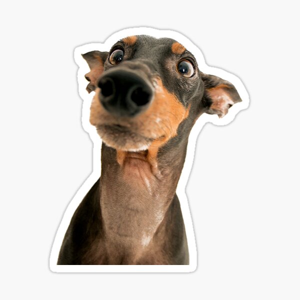 "Funny Dog Look" Sticker for Sale by laugh-out-loud | Redbubble