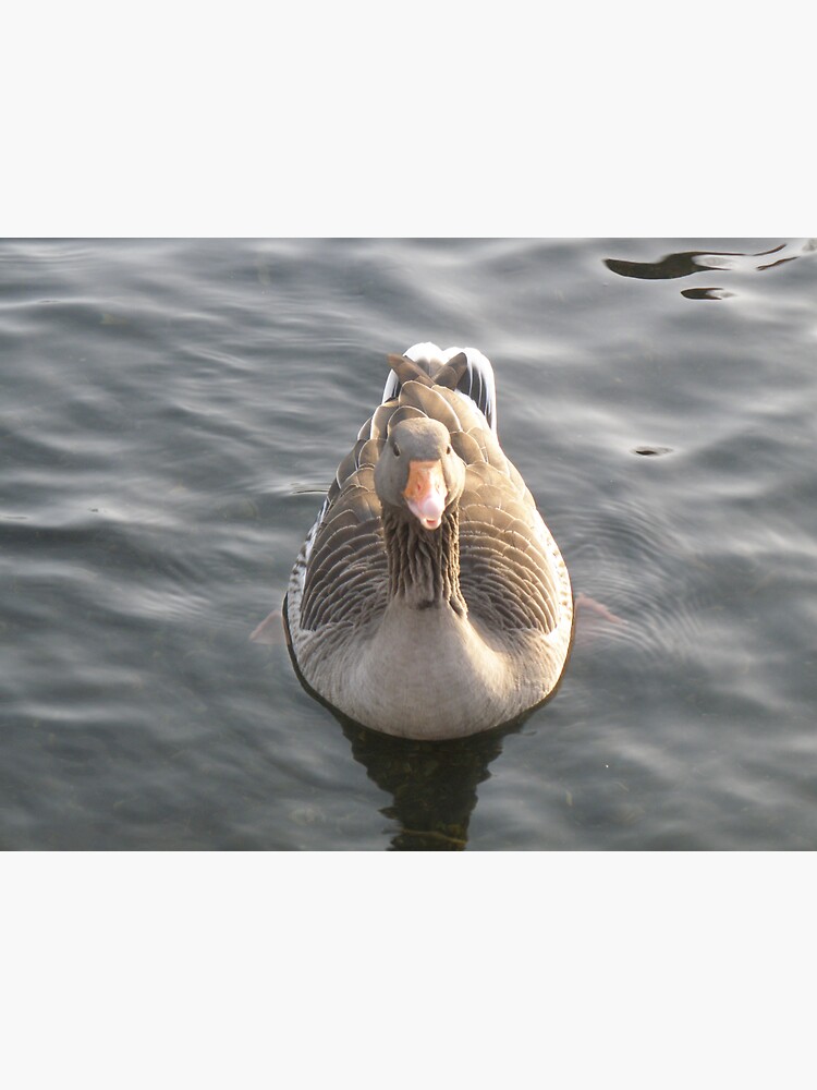"Funny Greylag Goose with Beak open Photograph" Sticker by ...