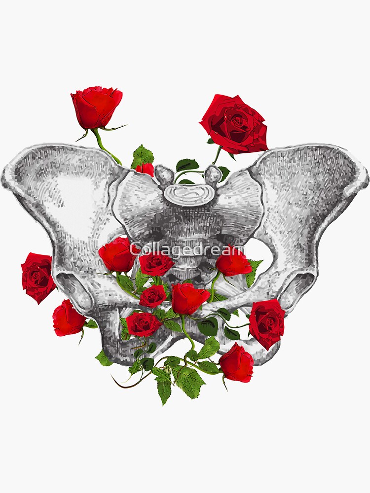 "Red roses and female bones of the pelvis, feminism, anatomy, floral ...