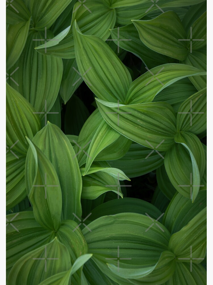 "Calming Leaves for Home Decor" Sticker by Focus-Nature | Redbubble