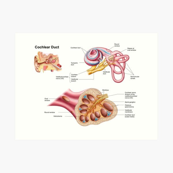"Anatomy of the cochlear duct in the human ear." Art Print for Sale by ...