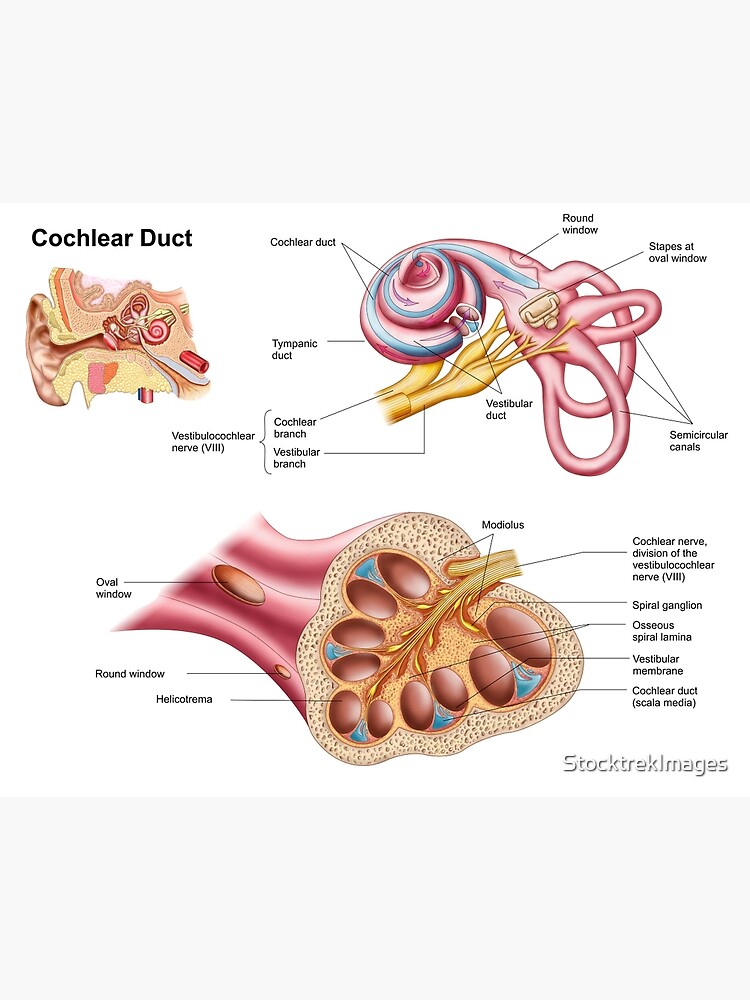 "Anatomy of the cochlear duct in the human ear." Art Print for Sale by ...