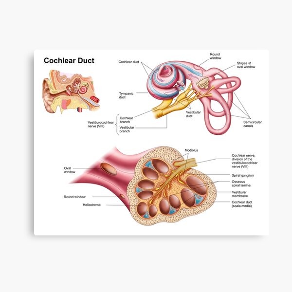 "Anatomy of the cochlear duct in the human ear." Canvas Print for Sale ...