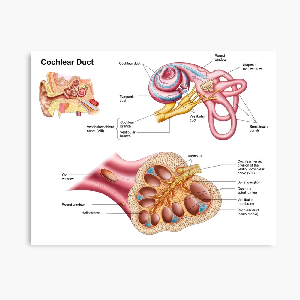 "Anatomy of the cochlear duct in the human ear." Canvas Print by ...