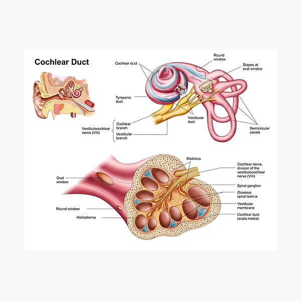 "Anatomy of the cochlear duct in the human ear." Photographic Print for ...