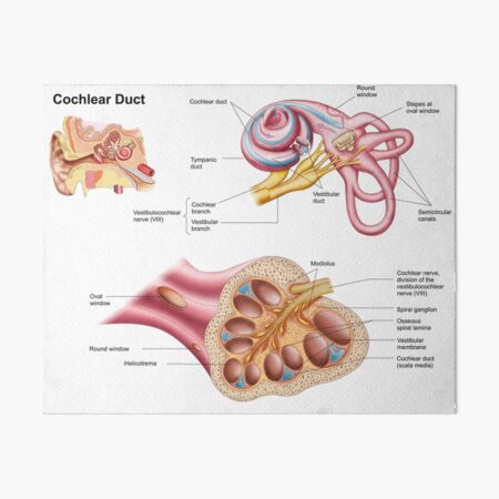 "Anatomy of the cochlear duct in the human ear." Art Board Print for ...