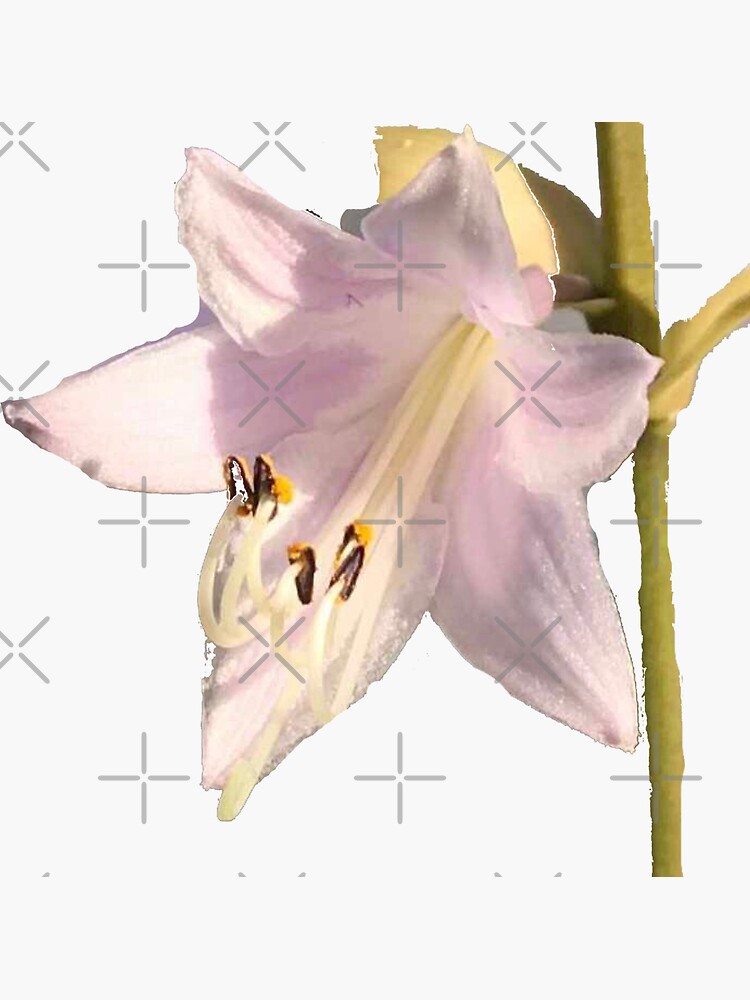 "Hosta Gold" Sticker by JuleZ54 | Redbubble