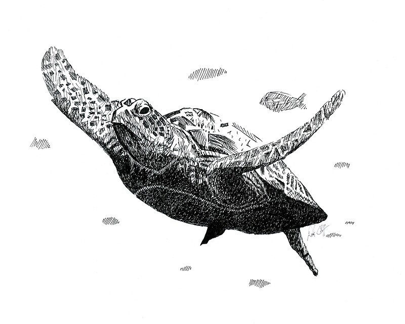 "Sea Turtle Ink Drawing" by DSC Arts | Redbubble