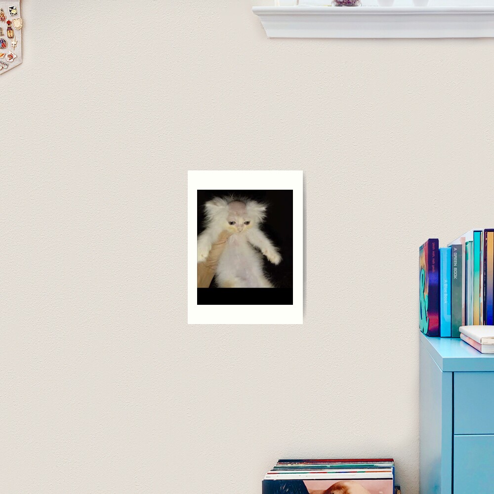 "bald cat meme" Poster for Sale by nainoalequan | Redbubble