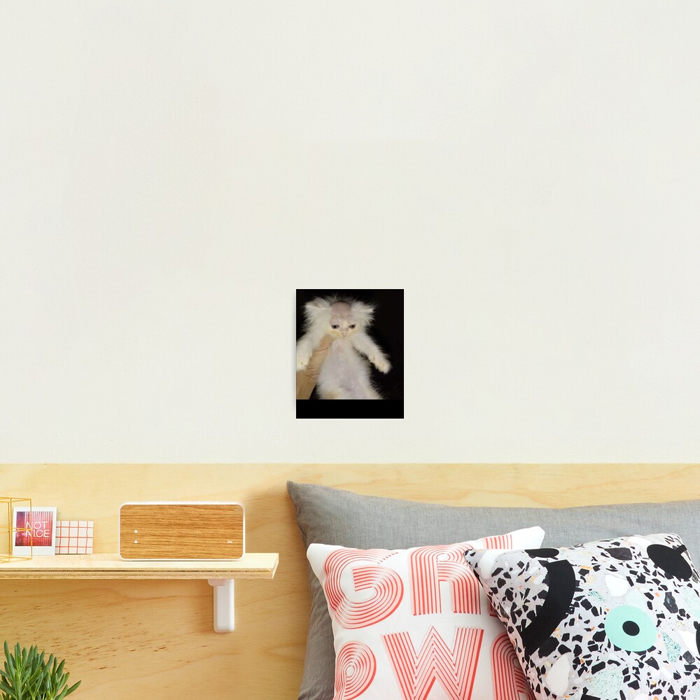"bald cat meme" Poster for Sale by nainoalequan | Redbubble