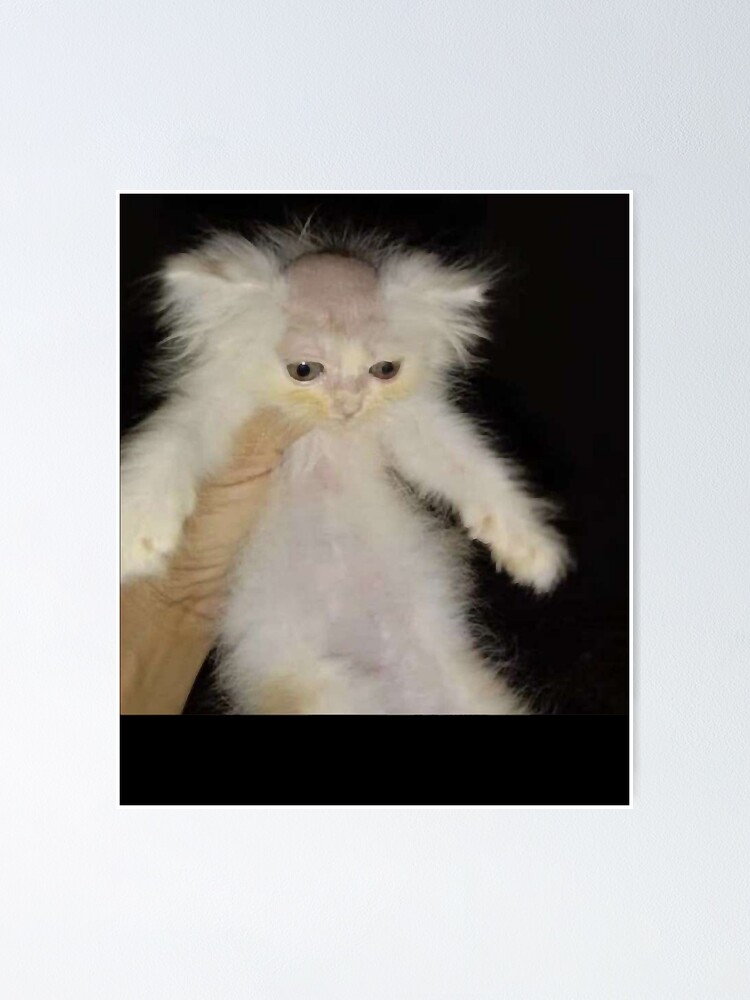 Póster «meme gato calvo» de nainoalequan | Redbubble