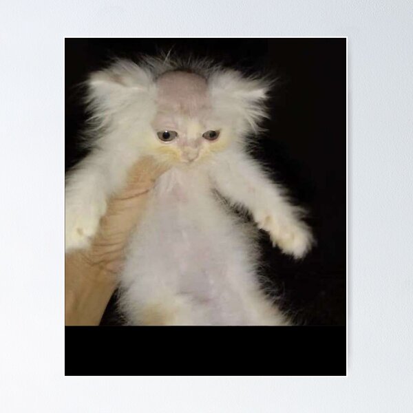 "bald cat meme" Poster for Sale by nainoalequan | Redbubble