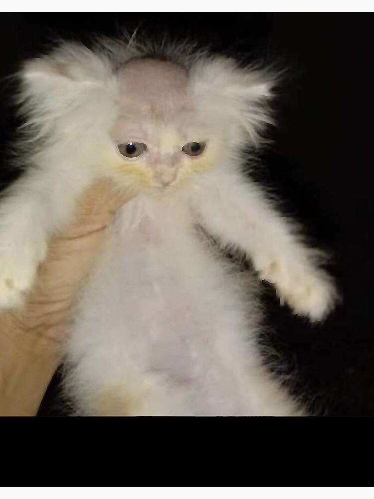 "bald cat meme" Art Board Print for Sale by nainoalequan | Redbubble