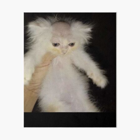 "bald cat meme" Art Board Print for Sale by nainoalequan | Redbubble