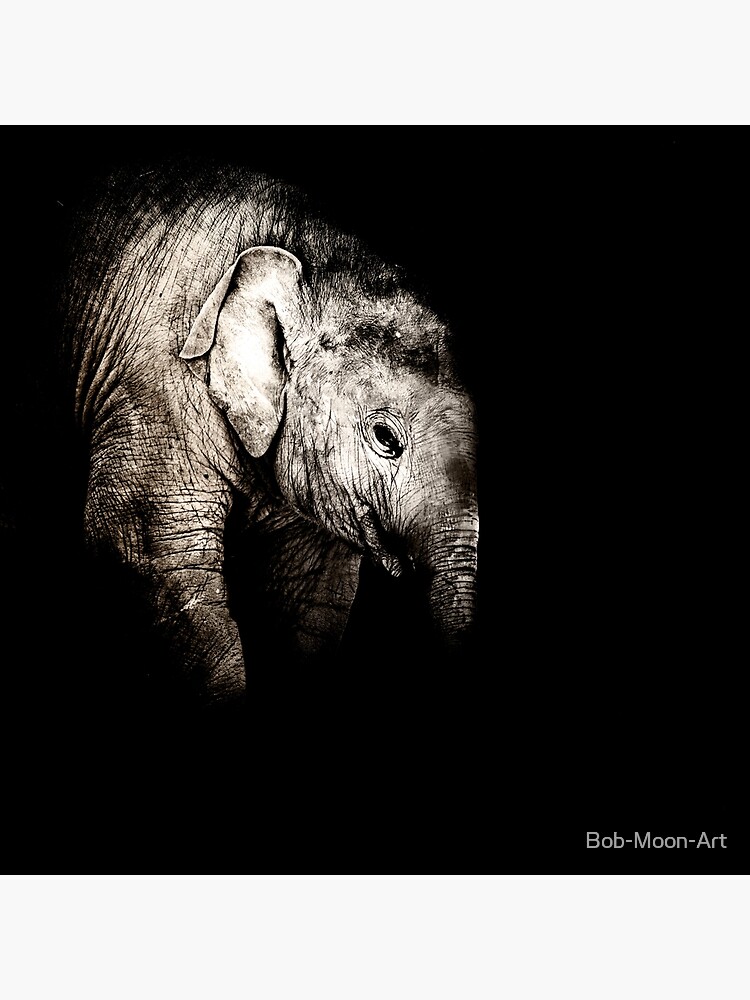 "A Baby Elephant - Fine Art Minimalistic Photographic Ellie Portrait ...