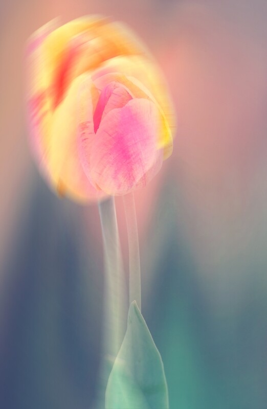 "Spring in motion" by OkopipiDesign | Redbubble