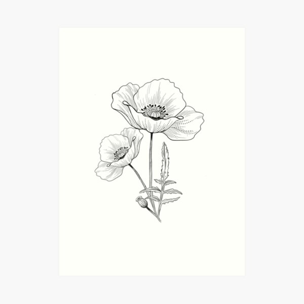 Lámina artística «Bosquejo detallado de amapolas. Un ramo de amapolas ...