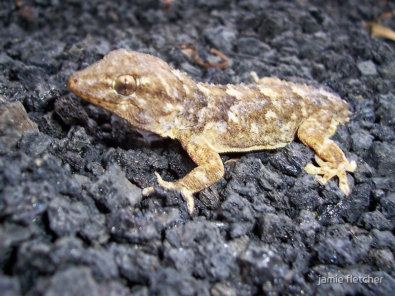 "no tail lizard" by jamie fletcher | Redbubble