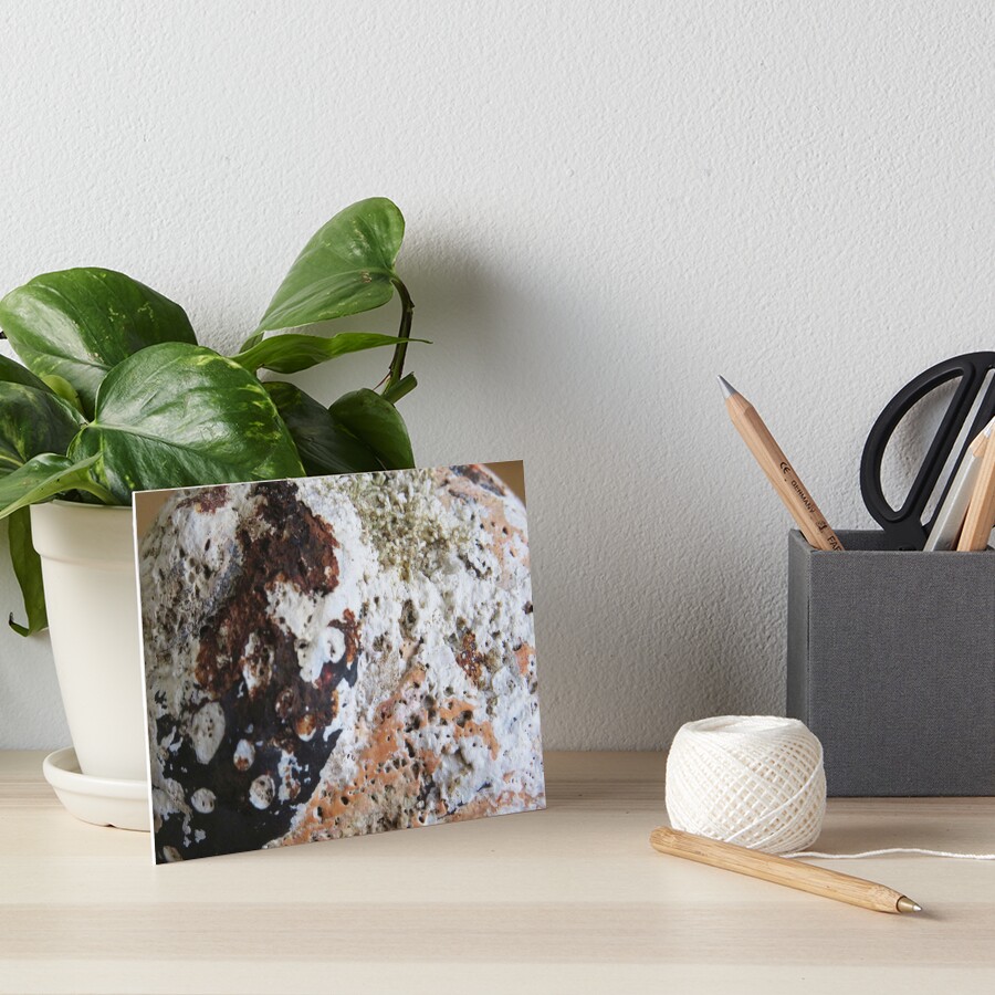 "Alikreukel periwinkle seashell, snail shell, cute ocean animals, South ...