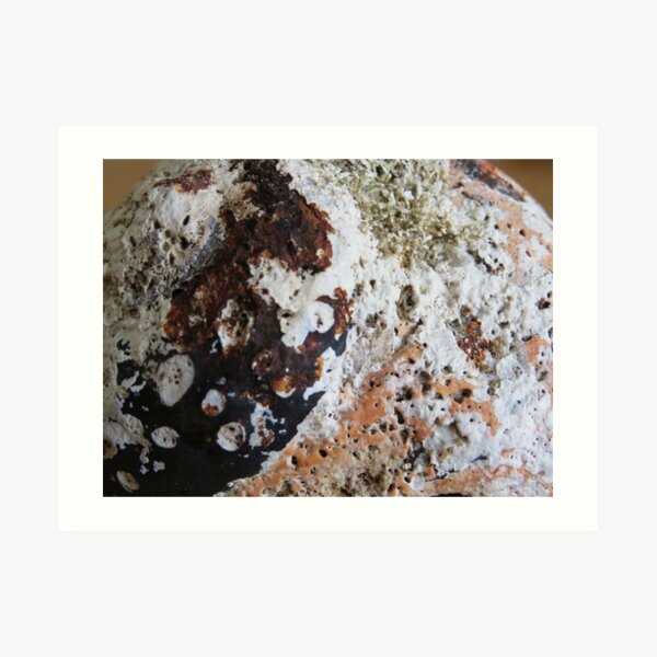 "Alikreukel periwinkle seashell, snail shell, cute ocean animals, South ...