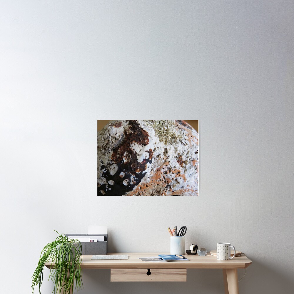 "Alikreukel periwinkle seashell, snail shell, cute ocean animals, South ...