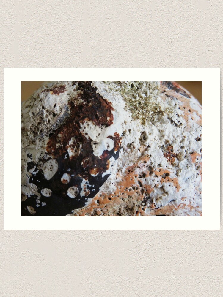 "Alikreukel periwinkle seashell, snail shell, cute ocean animals, South ...