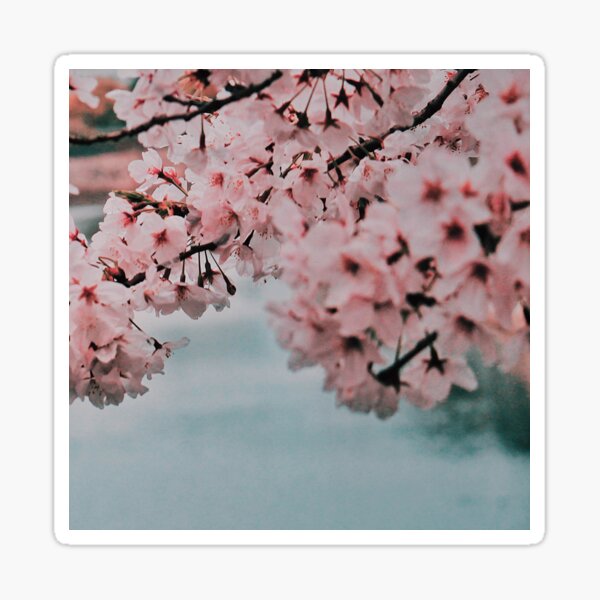 "Cherry Blossom Tree" Sticker by Lil-Dove | Redbubble